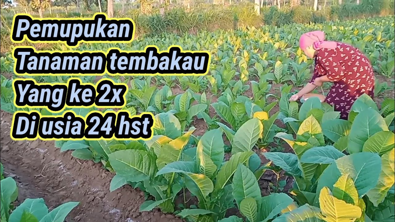 PEMUPUKAN TANAMAN TEMBAKAU USIA 24 HST@hartonopetanimuda - YouTube