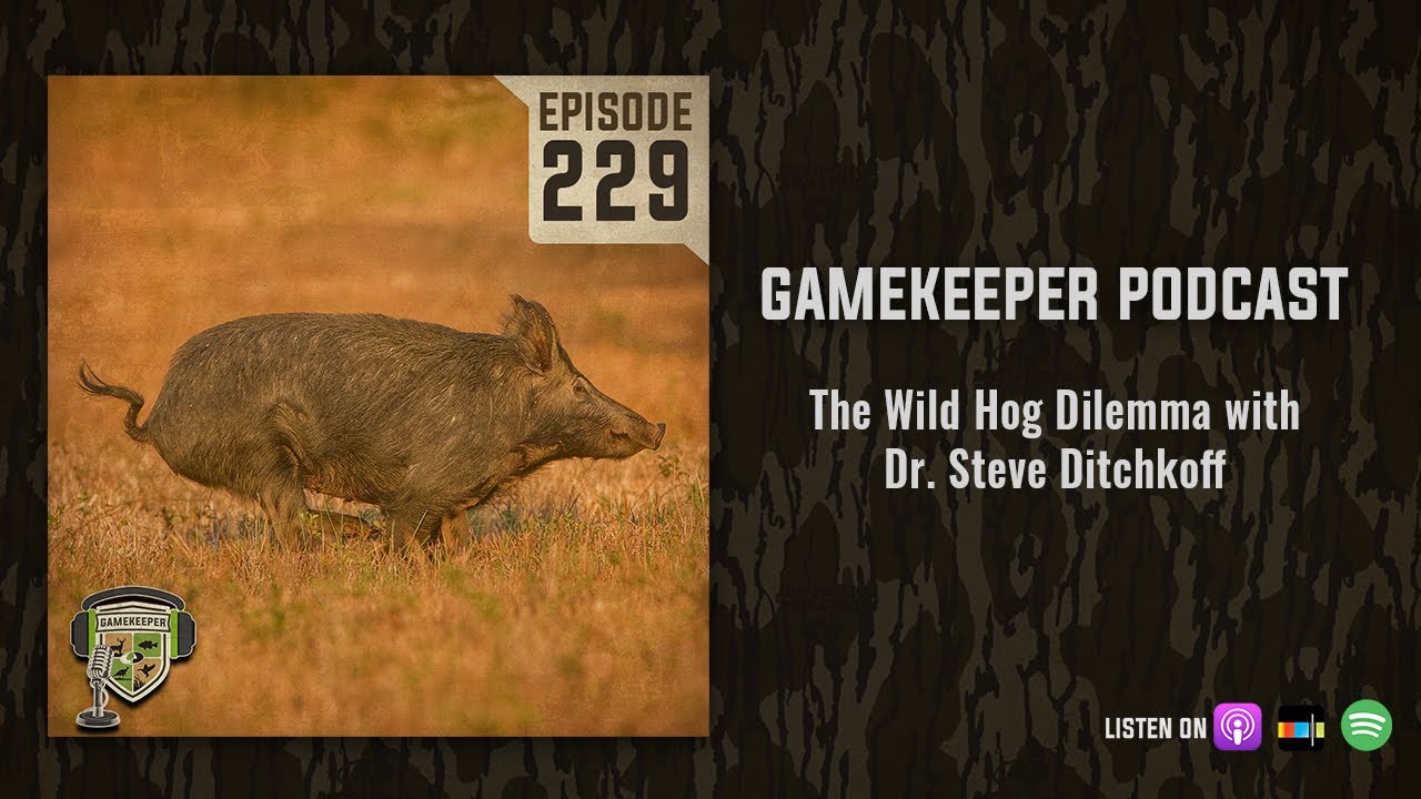 EP:229 | The Wild Hog Dilemma with Dr. Steve Ditchkoff - YouTube