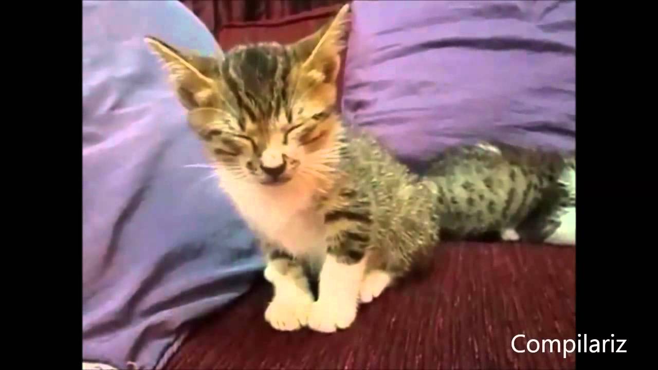 Animals Trying to Stay Awake - YouTube
