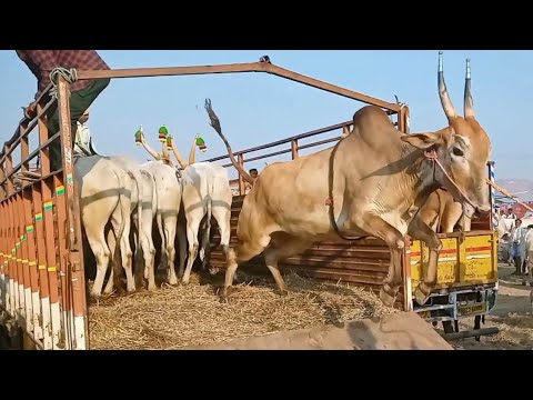 adoni friday bull's market oxen price's video's | Super fast Seema ...