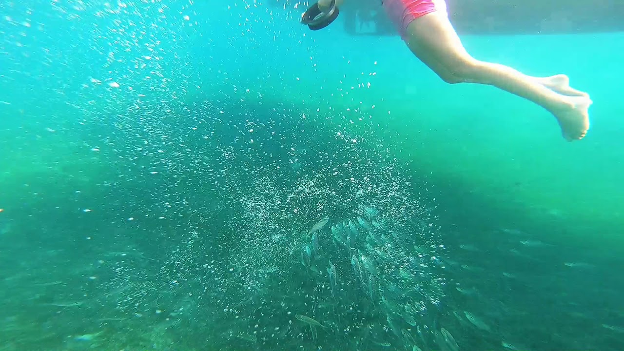 Goggle Eye, Sea Turtles and a big Mutton Snapper - YouTube