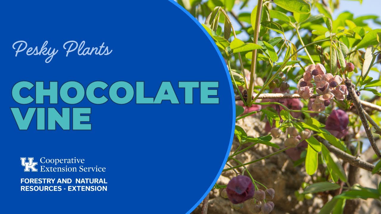 Pesky Plants: Chocolate Vine - YouTube