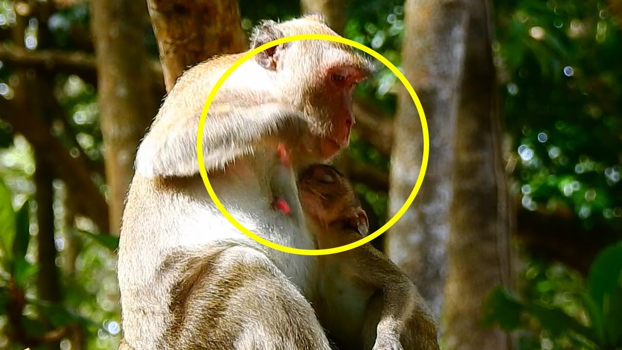 MG- Jane Monkey Decide Hurting Herself Due Not Allow Jazzy Monkey Drink ...