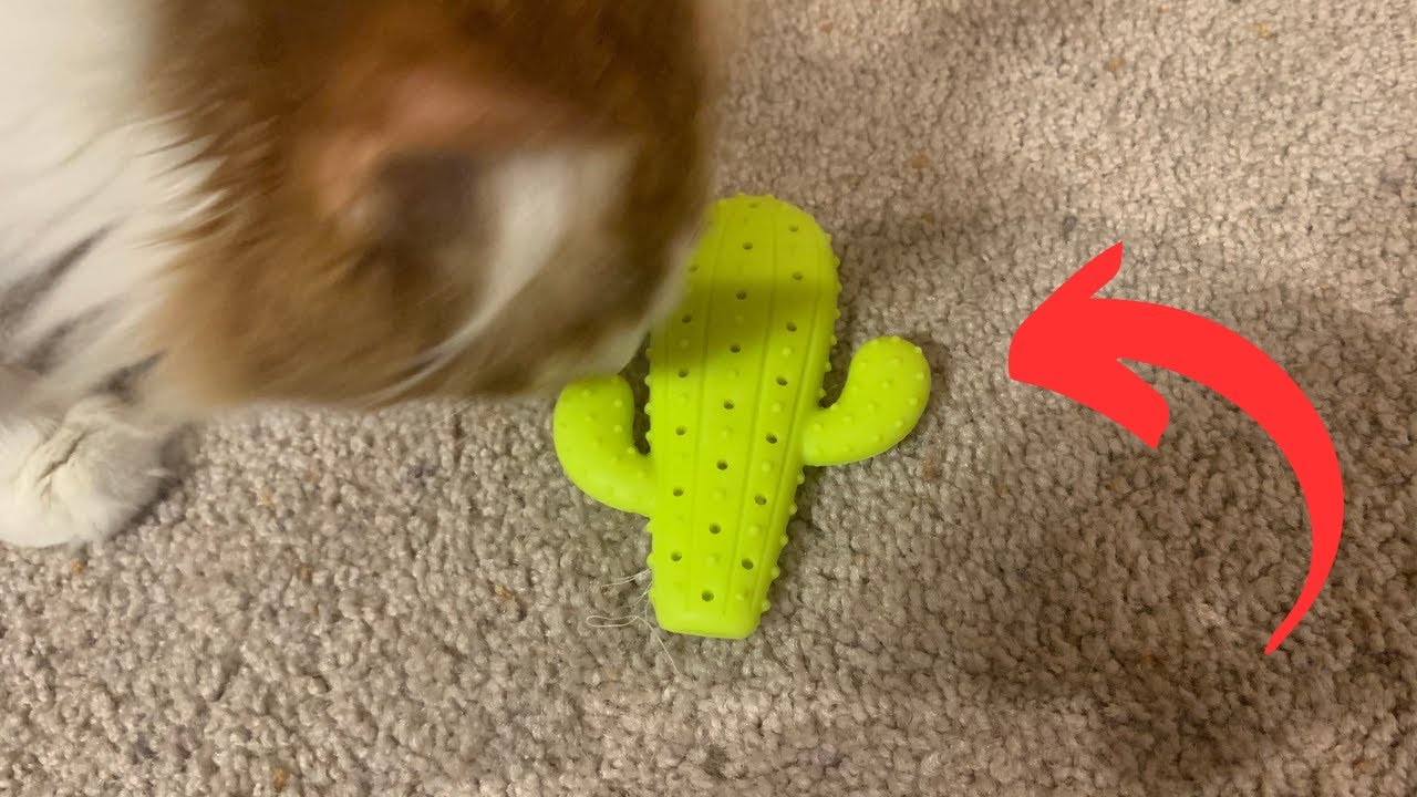 Everything to Know About This Pet Craft Cactus Cat Toy. Worth it? - YouTube