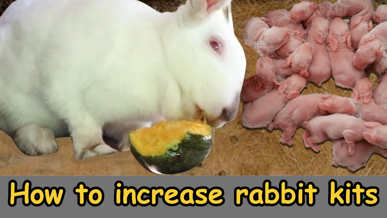 Maximize Rabbit Farming Success: Increase Rabbit Kit Numbers - YouTube