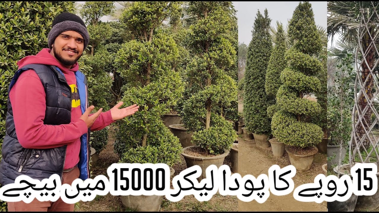 Pakistan best Nursery Visit in pattoki🥦 | Village life | Nomi Pendu ...