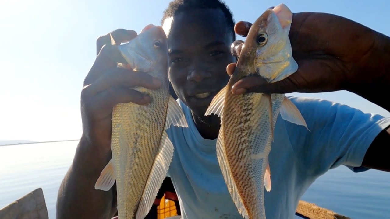 UNBELIEVABLE AMOUNT OF SILVER SNAPPER CATCH IN KINGSTON HARBOUR ( CATCH ...
