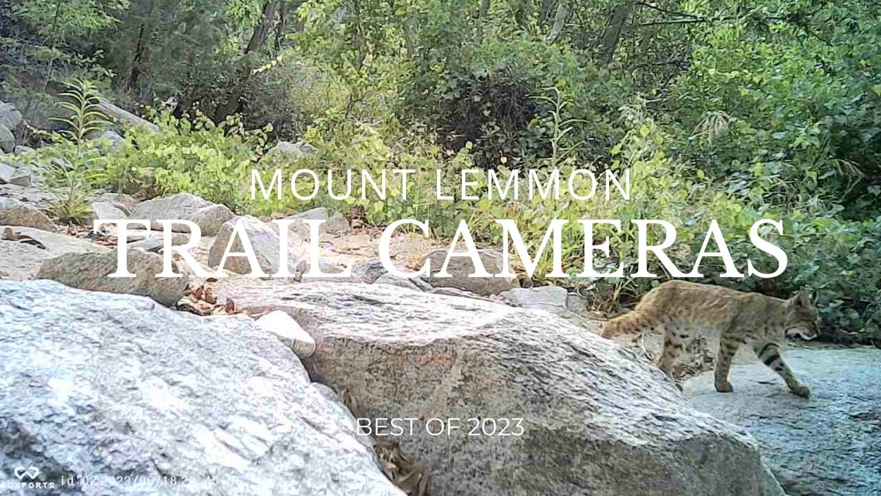 Mount Lemmon Trail Cameras - Inactive Cameras - Best of 2023 - YouTube