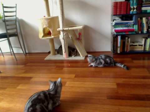 Cats playing with laser pointer - YouTube