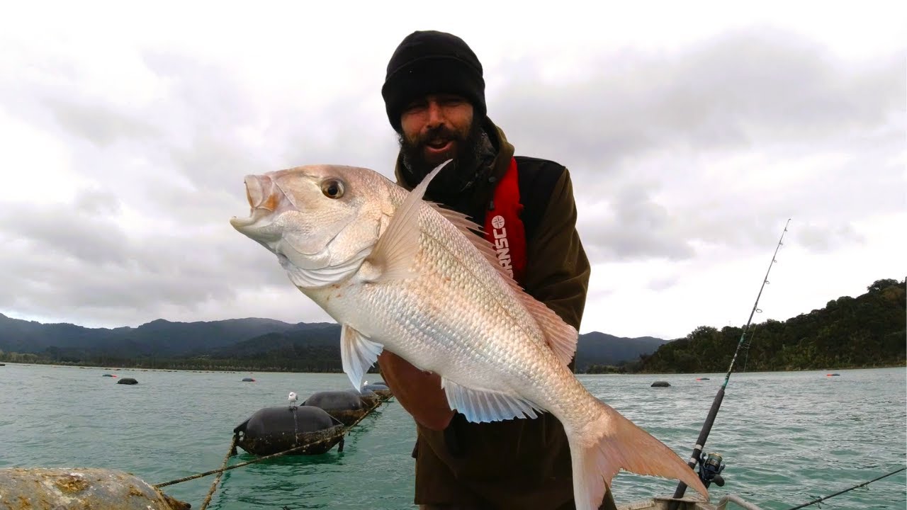 Snapper Shopping at the mussel farm New Zealand fishing - YouTube