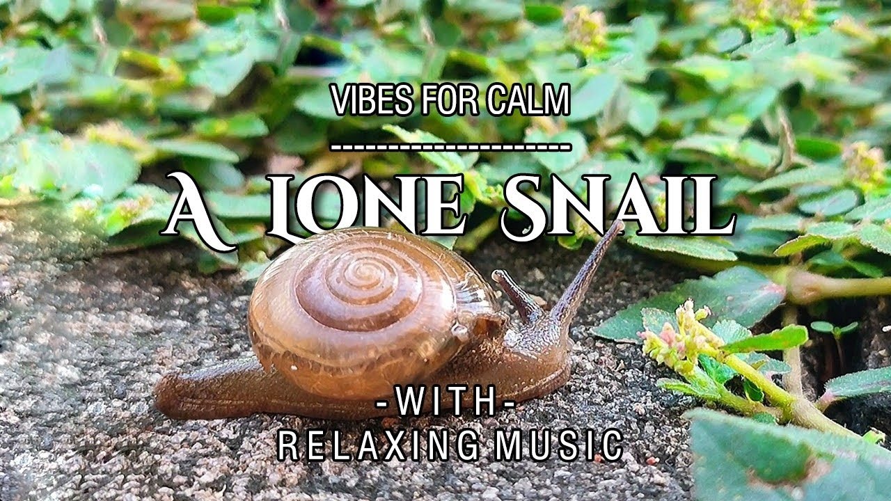 A LONE SNAIL WITH RELAXING MUSIC || AMBIENT MUSIC FOR RELAXATION - YouTube