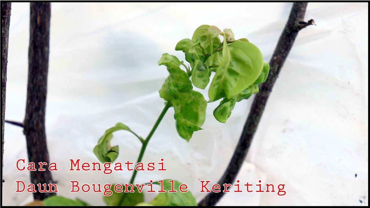 Kenapa Daun Bougenville Keriting dan Bercak? Begini Cara Mengatasinya ...