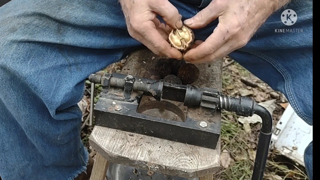 Black Walnut Cracking - YouTube