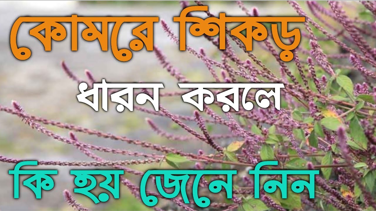 আপাং গাছের শেকড় ধারন করে অনেকক্ষন করতে পারবেন/চিচ্চিরিয়া/Apang tree ...