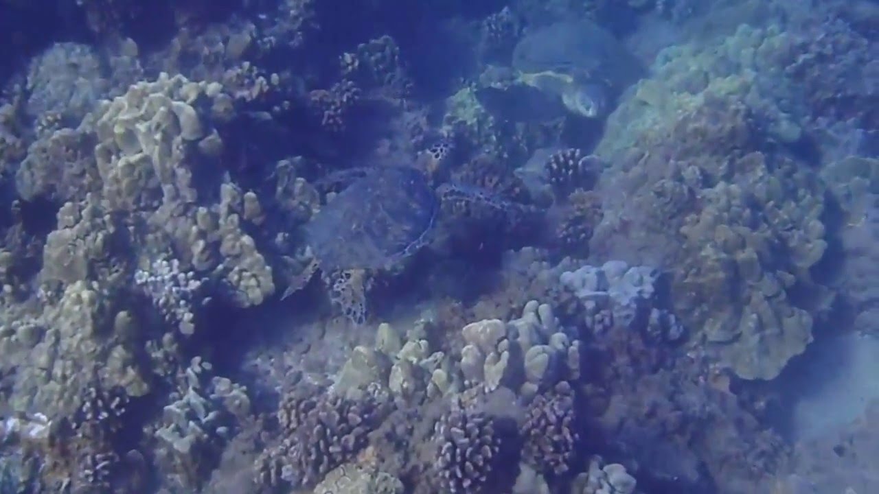 Snorkeling Kamaole Beach #2, Maui. Turtle bumps turtle.MP4 - YouTube