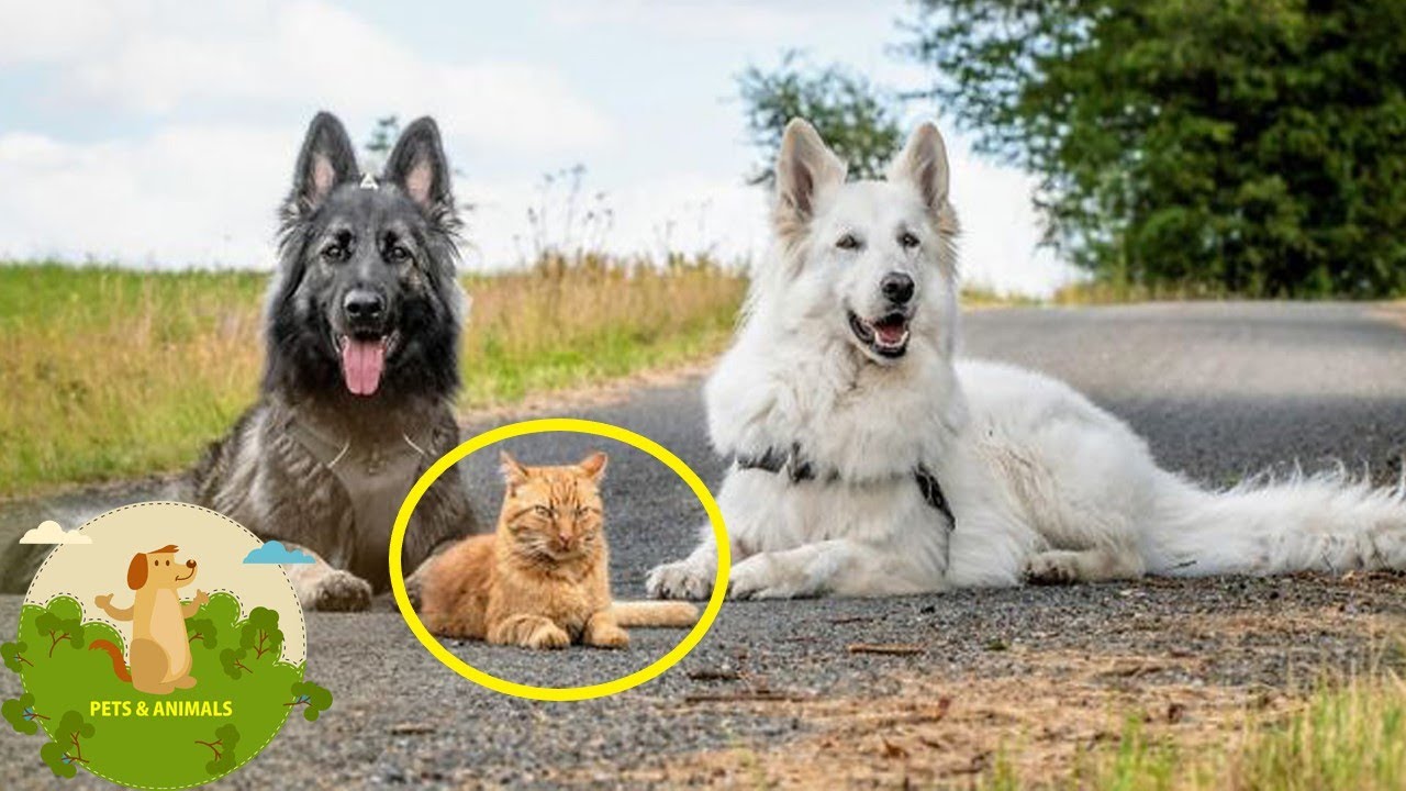 Adorable Kitten Rescued by Two Dogs Now Thinks It’s a Dog Too - YouTube