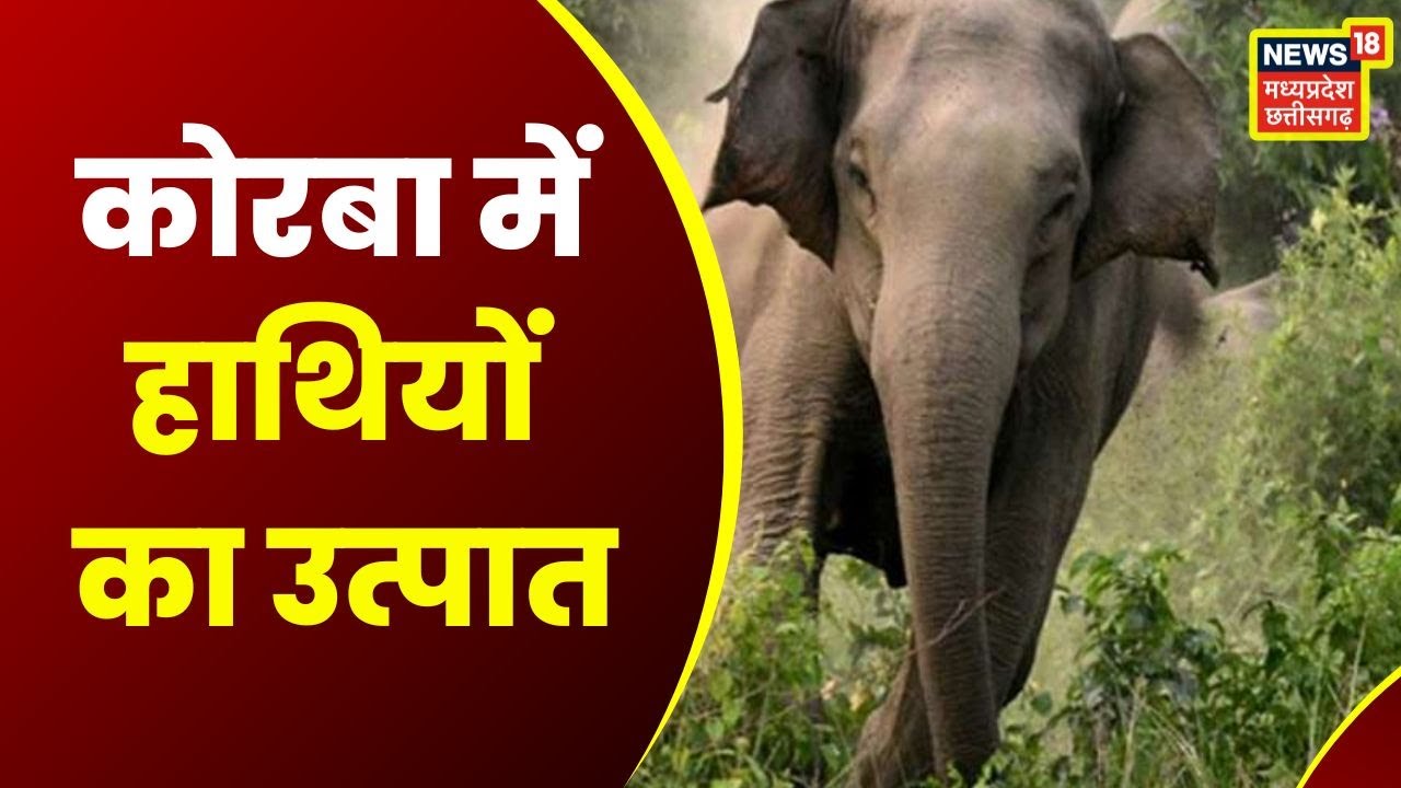 Korba Elephant News: Katghora Forest Division में हाथियों का उत्पात, 50 ...