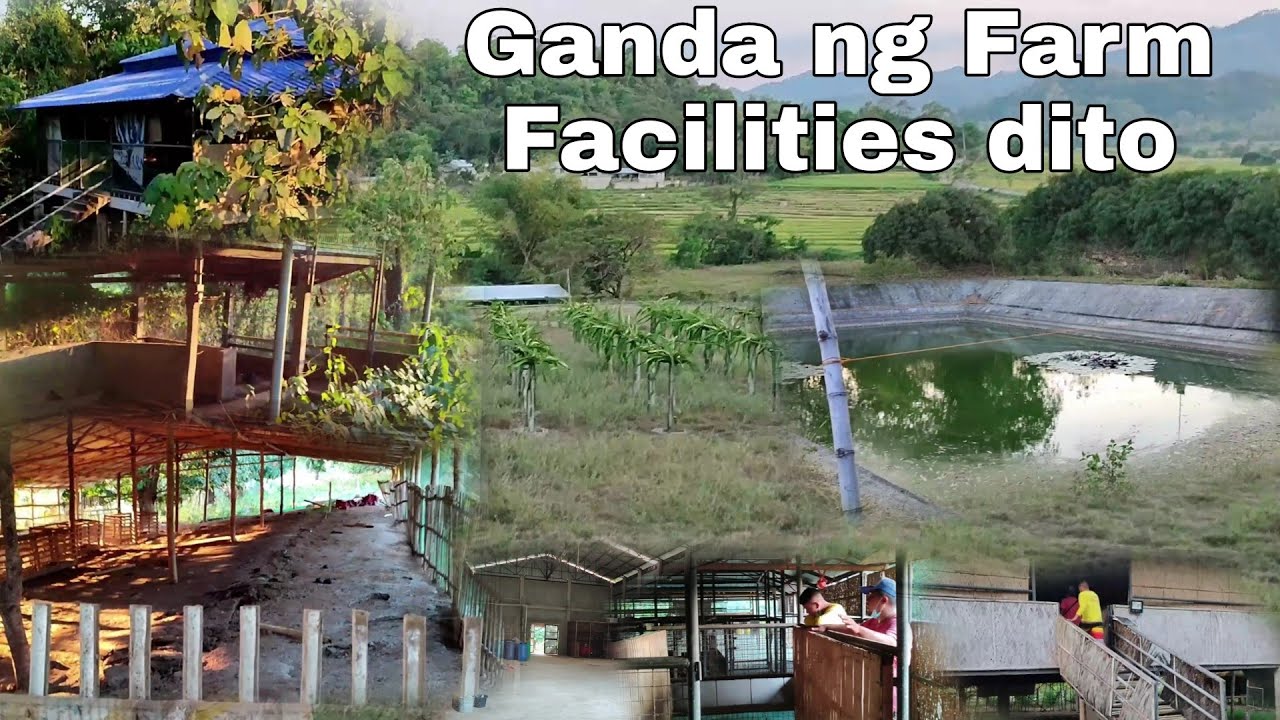 Farm ng Kambing Itik Manok Baboy Pugo Fishpond Bakanteng Farm na ...