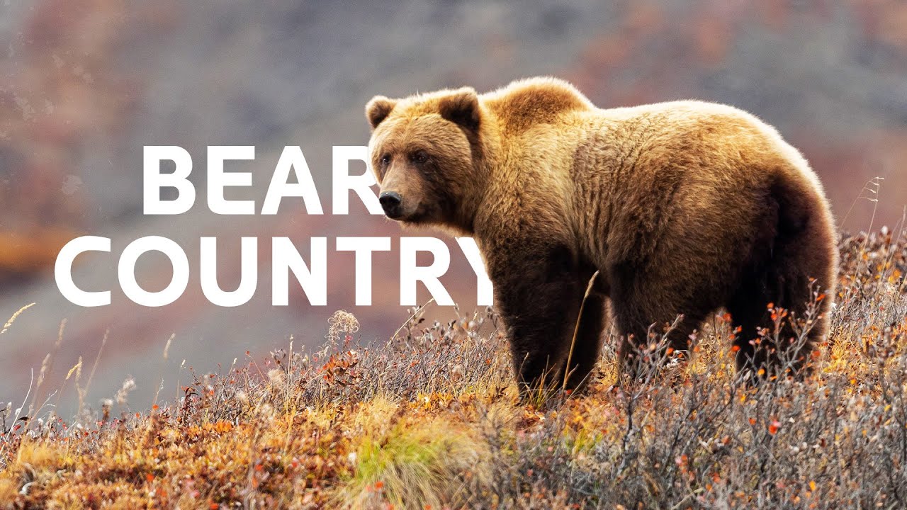 Scarface: The Grizzly Bears Of Yellowstone National Park | Grizzly ...