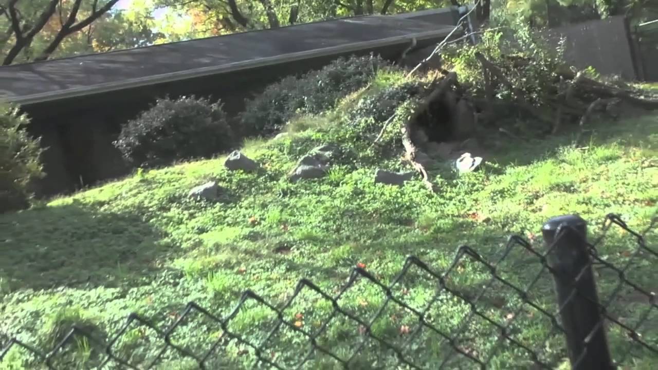 A Lost Otter - YouTube