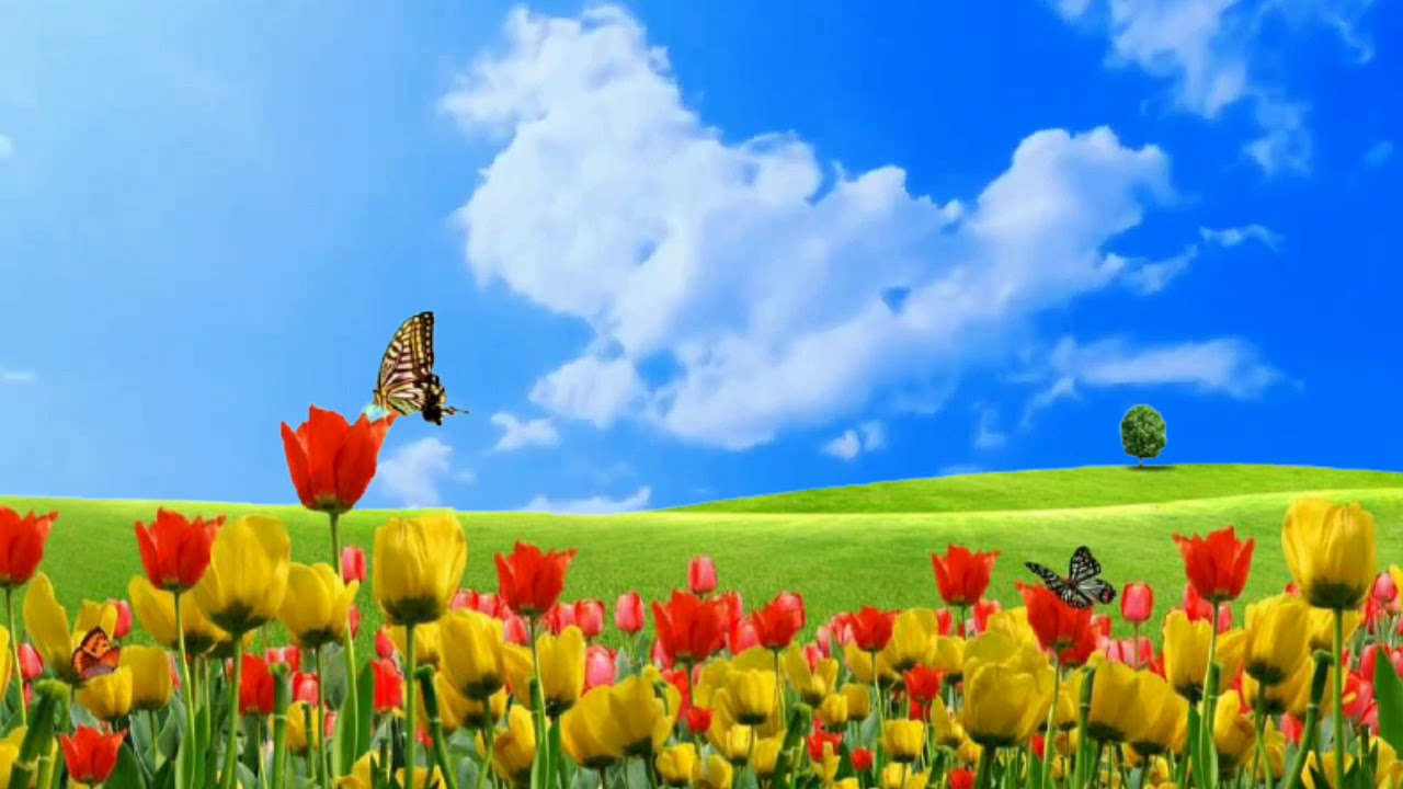 Background video bunga di padang rumput - YouTube