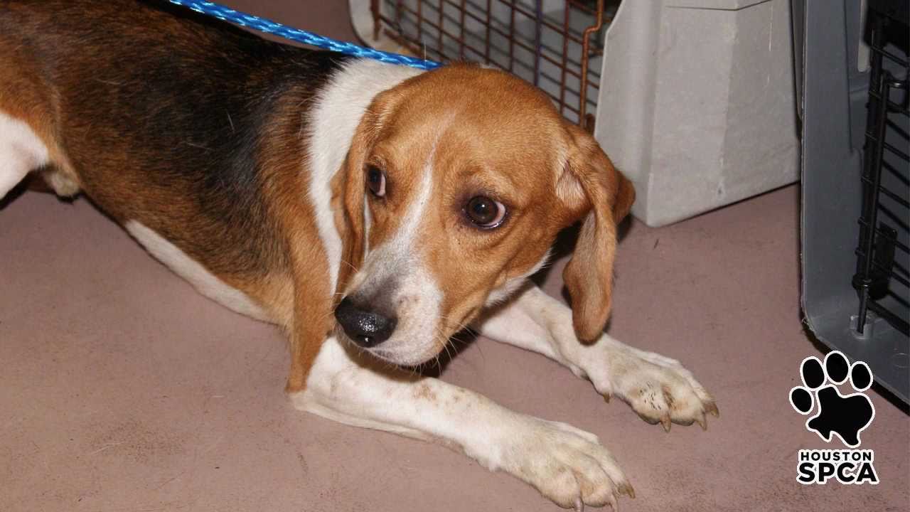 Houston SPCA Welcomes More Dogs from Louisiana - YouTube
