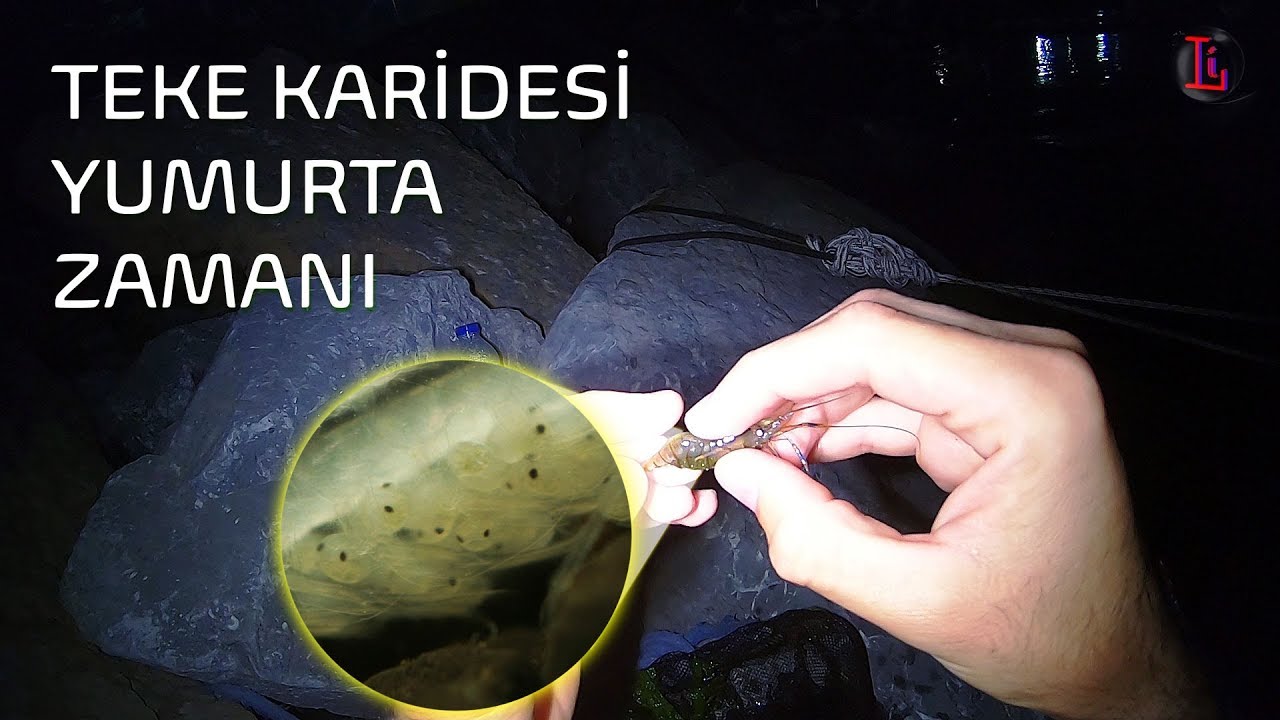 CANLI YEM Teke Karides Yumurta Zamanı | Mayıs 2019 İstanbul Balık Avı ...