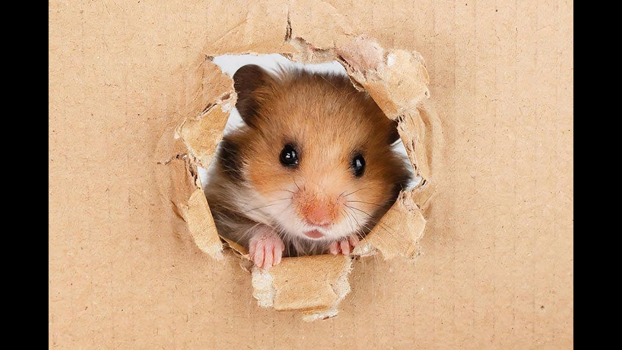 My amazing Hamster model - YouTube