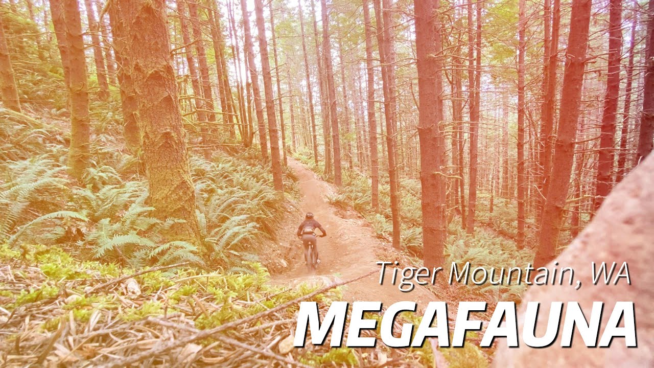 Megafauna at Tiger Mountain (4K) - New Trail Rework July 2023 - YouTube