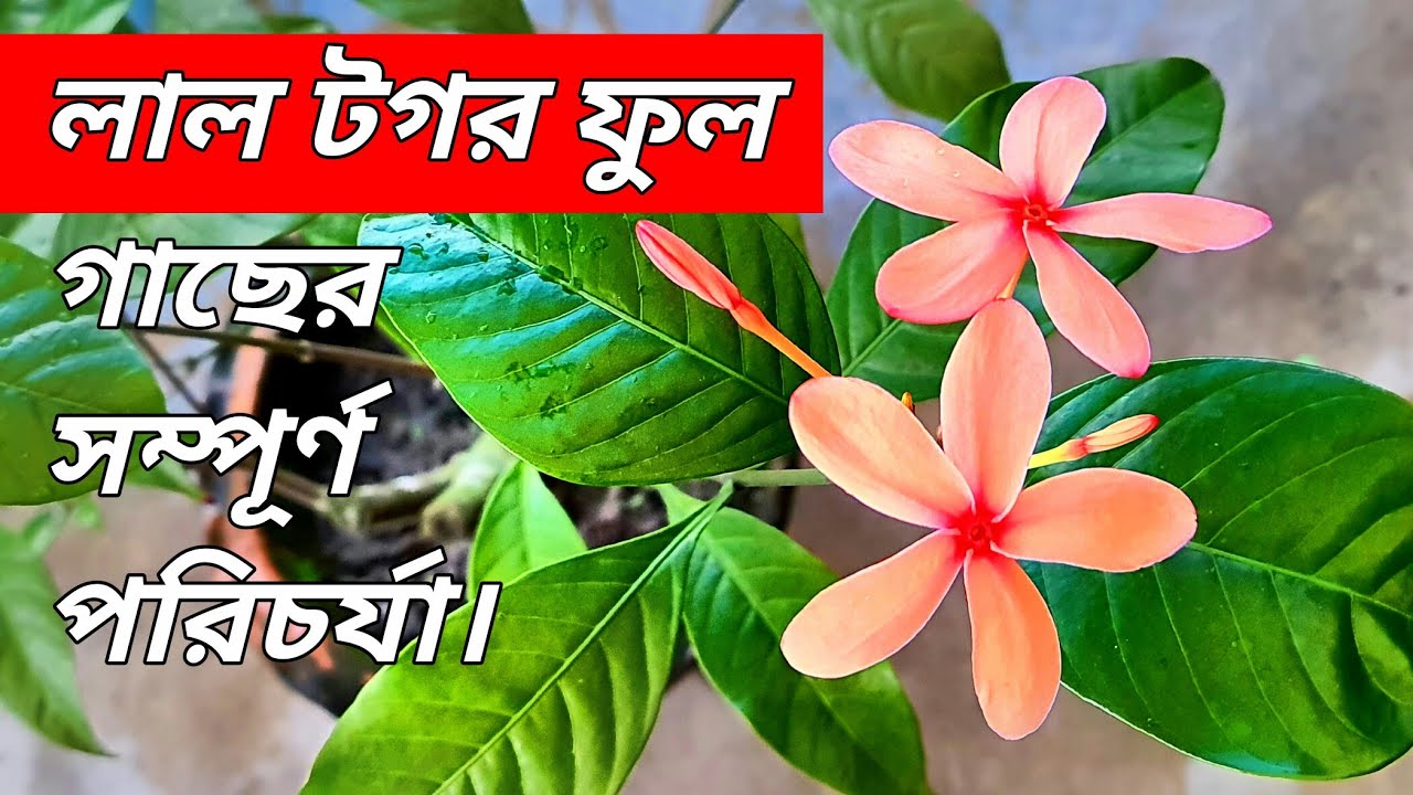 লাল টগর ফুল / lal tagar ful gach / red tagar flower / tagar plant care ...