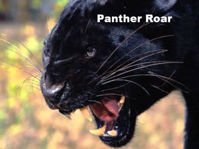 Black Panther Roar