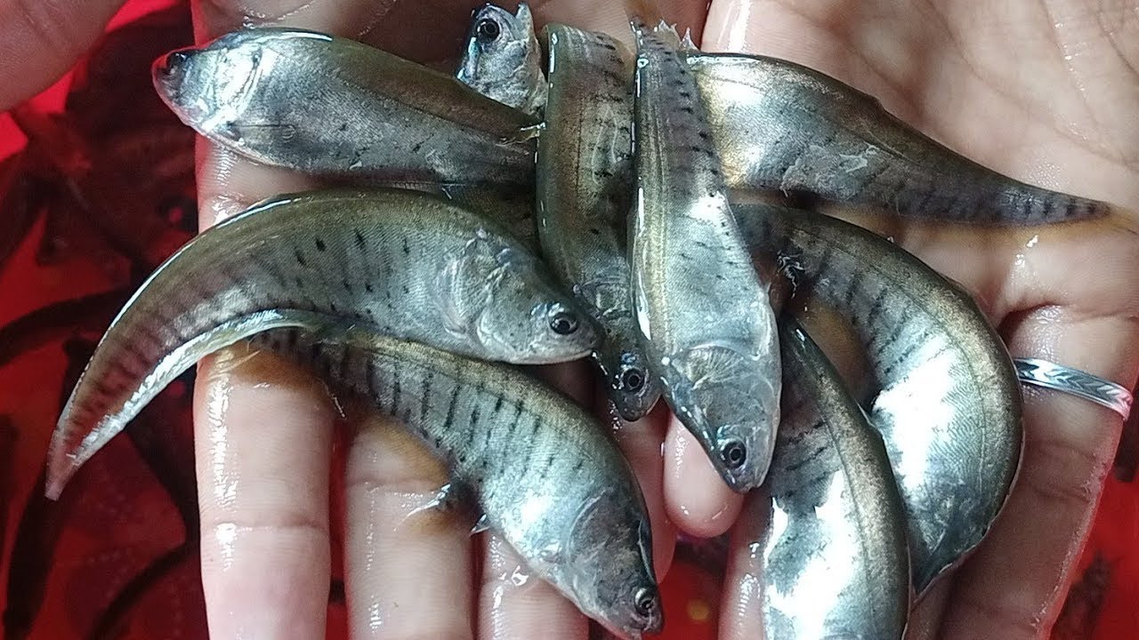 চিতল মাছের পোনা || citol macher pona | citol fish farming ||| Fish ...