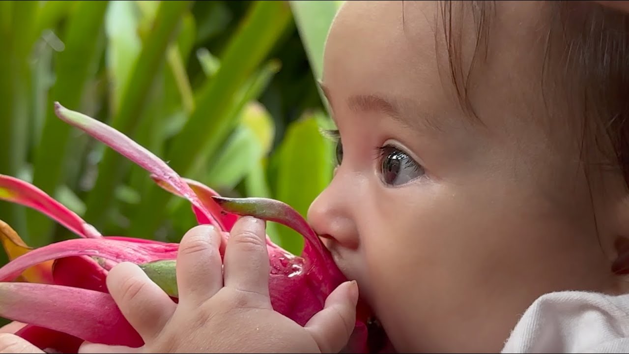 FAST ! ! ! Dragon Fruit Post Build - YouTube