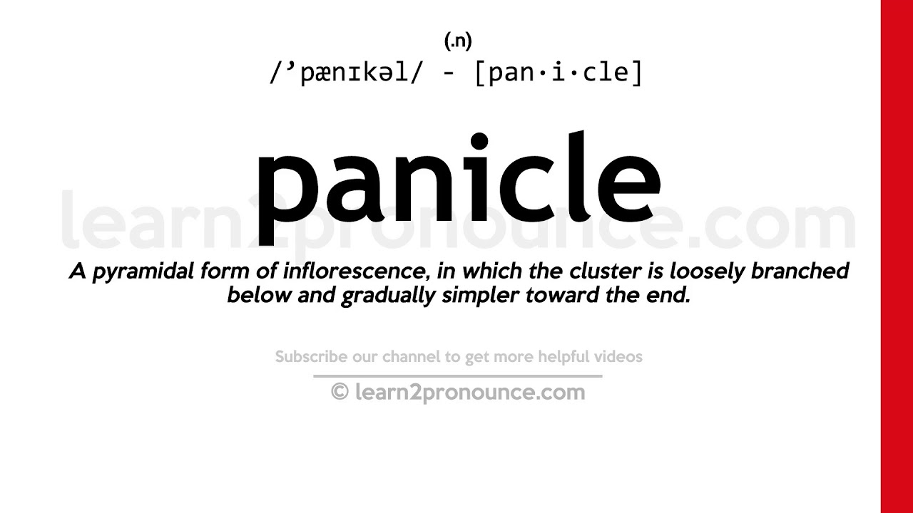 Pronunciation Of Panicle Definition Of Panicle YouTube pronunciation-of-panicle-definition-of-panicle-youtube