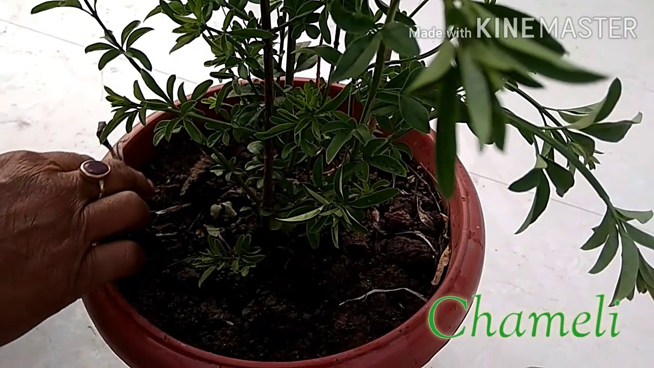 Chameli ka propagation aur uski puri dekhbhal ki jankaari - YouTube