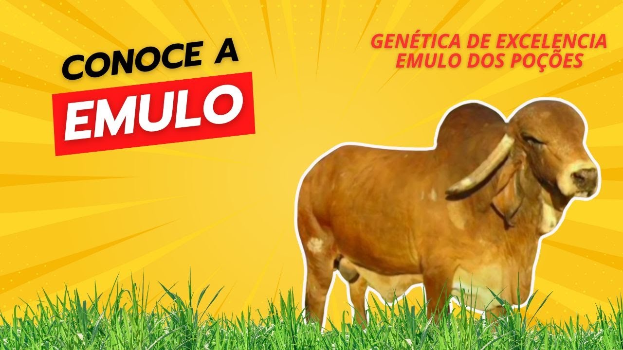 ¿Hijo de Radar? El Intrigante Caso de Emulo dos Poções - YouTube