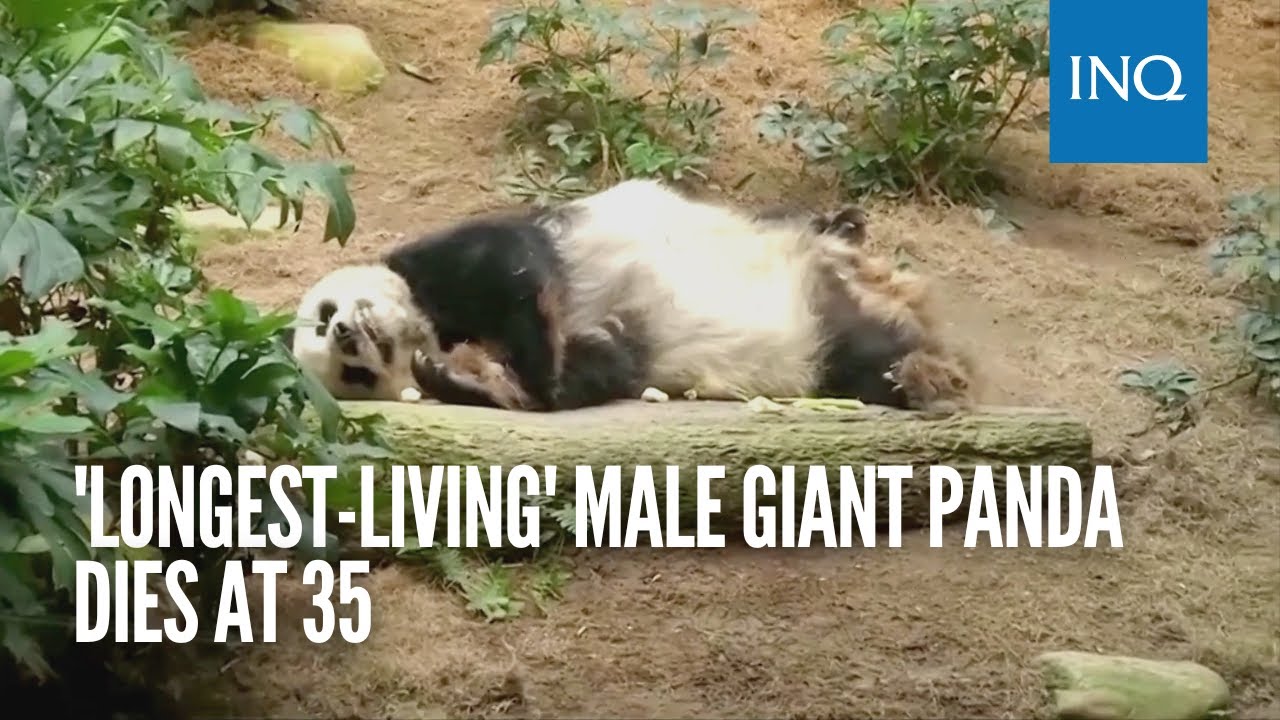 'Longest-living' male giant panda dies at 35 - YouTube