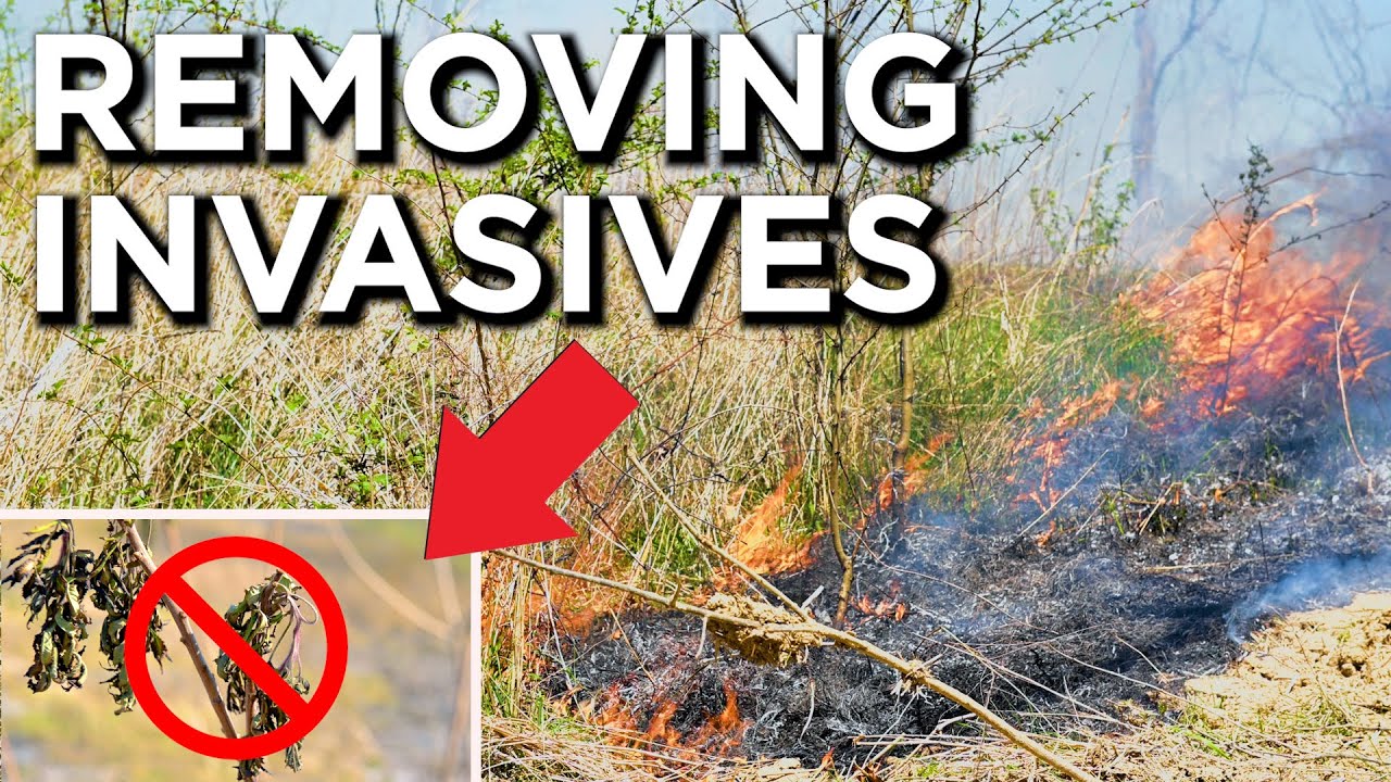 Timing Prescribed Fire To Control Invasives - YouTube