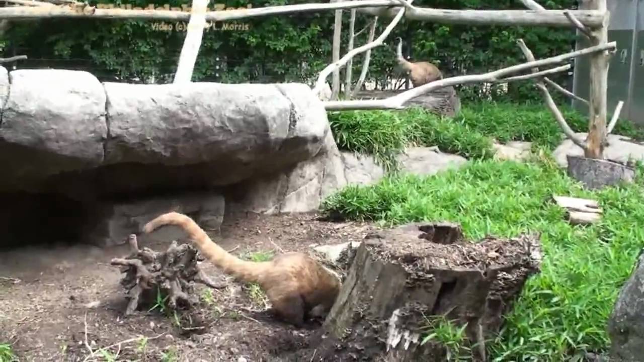 Philadelphia Zoo Spring Scenes - Animals Adapt - YouTube