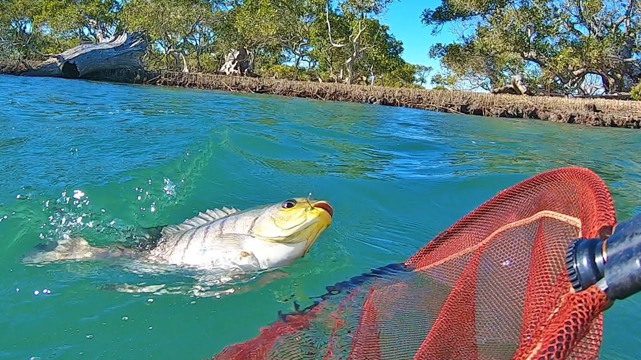 Estuary Brawlers! The mighty blackfish (catch, clean, cook) - YouTube
