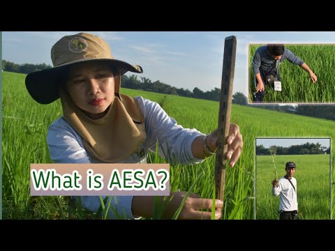 HOW TO DO AESA | AGRO ECOSYSTEM ANALYSIS | FFS - YouTube