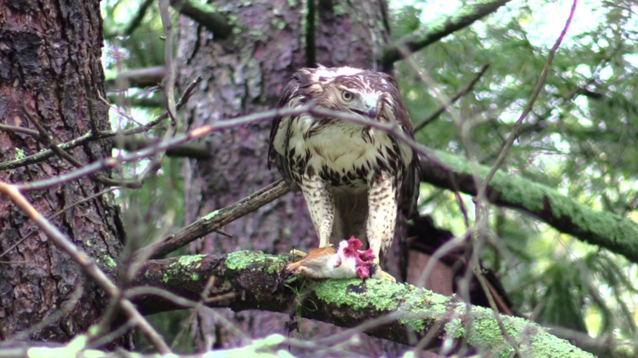 Bird of prey eating a chipmunk cleans beak when finished - YouTube