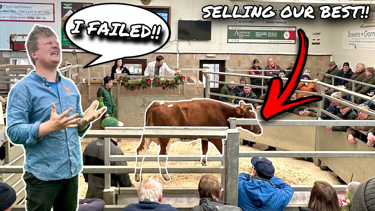 A MARKET NIGHTMARE... BAD DAY AT MARKET SELLING MY BEST COWS... | Tom ...