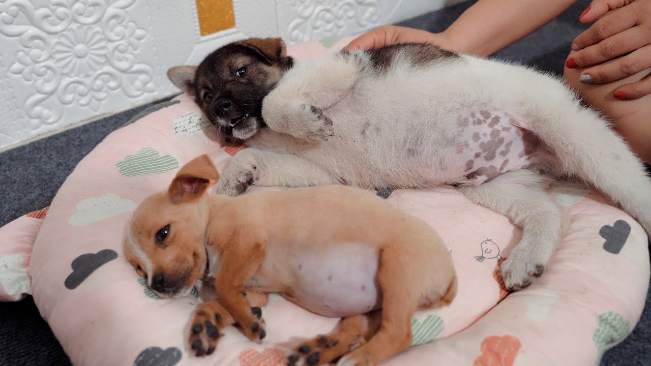 Puppy Want To Sleep But Get Teased YouTube puppy-want-to-sleep-but-get-teased-youtube