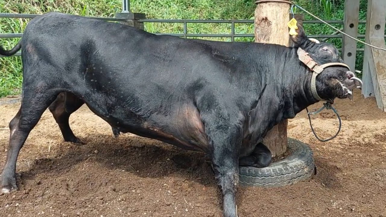 SAPI LANGKA DARI JEPANG KELUAR KANDANG NGAMUK‼️ - YouTube