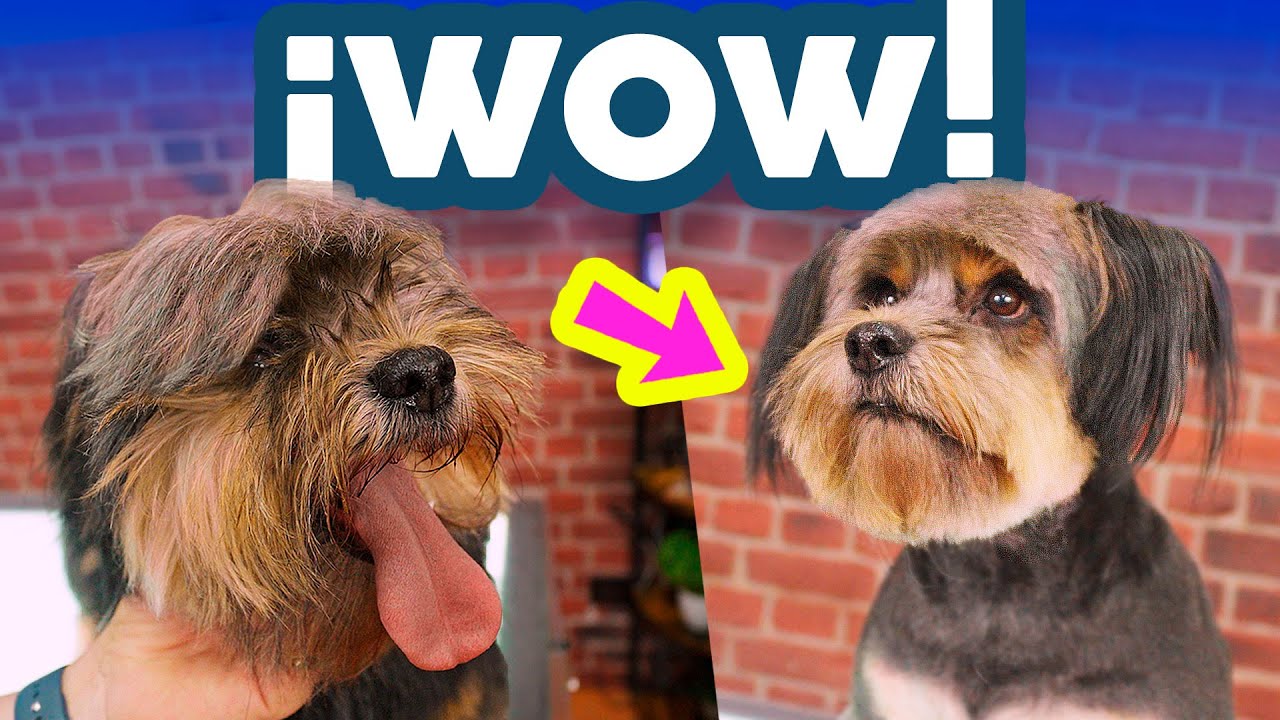 Con ESTE TRUCO todos los PERROS se VEN HERMOSOS 🐕 - YouTube