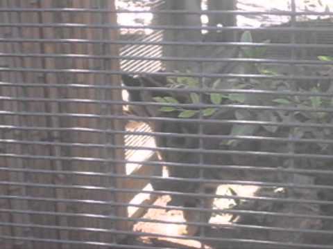 Clouded Leopard Sound Effect