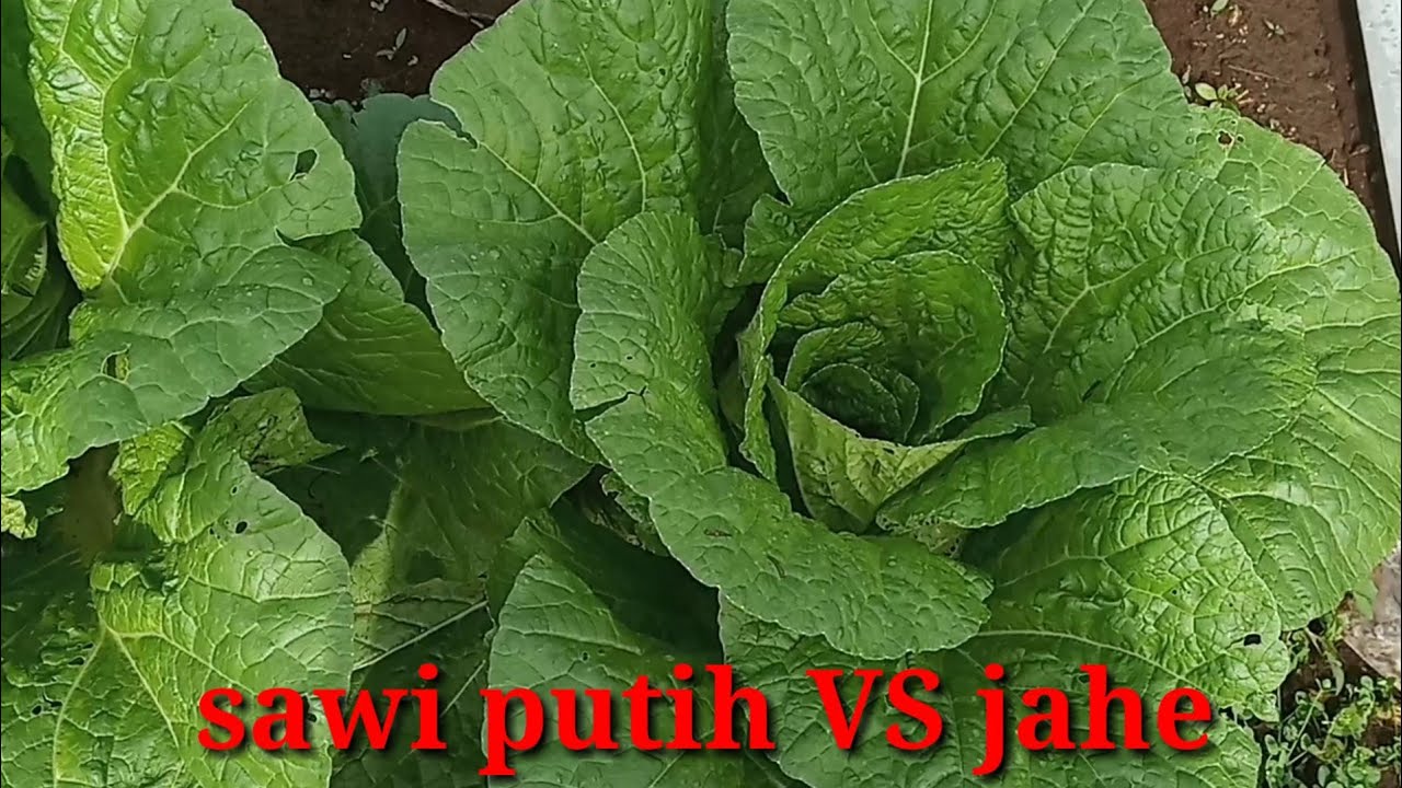 pemupukan ke 2 sawi putih - YouTube