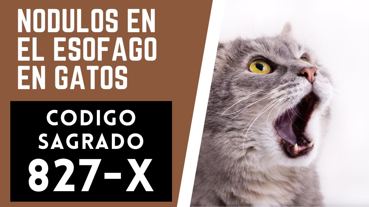 🙏 Código Sagrado 827-x nodulos esofago gatos🙏 - YouTube