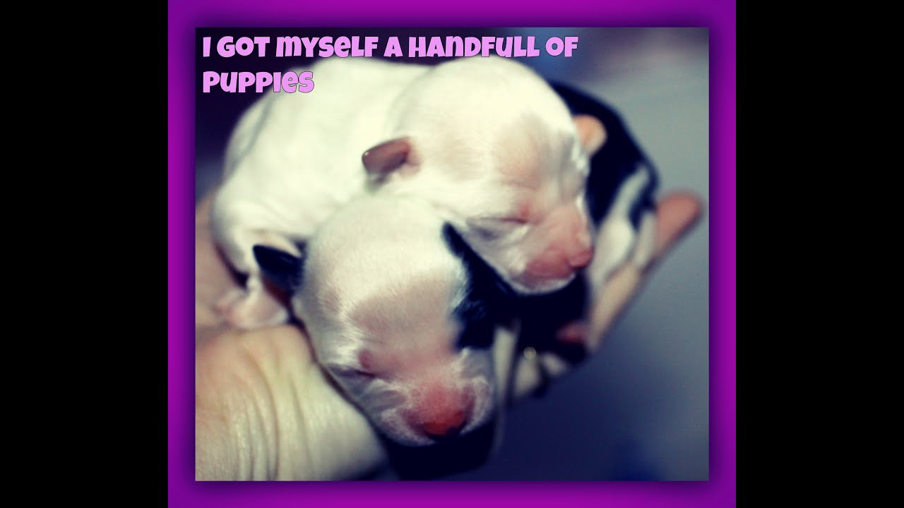 chihuahua Puppy's crying (where's Mamma) - YouTube